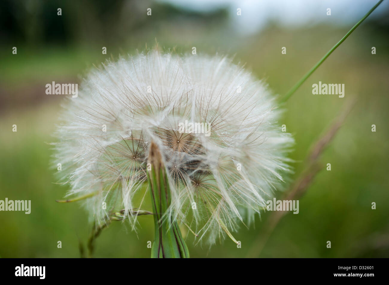 Goat's beard seed head, Salsify, Tragopogon dubius, Paignton, Torbay ...