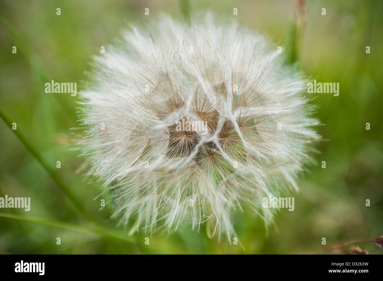 Goats Beard High Resolution Stock Photography and Images - Alamy