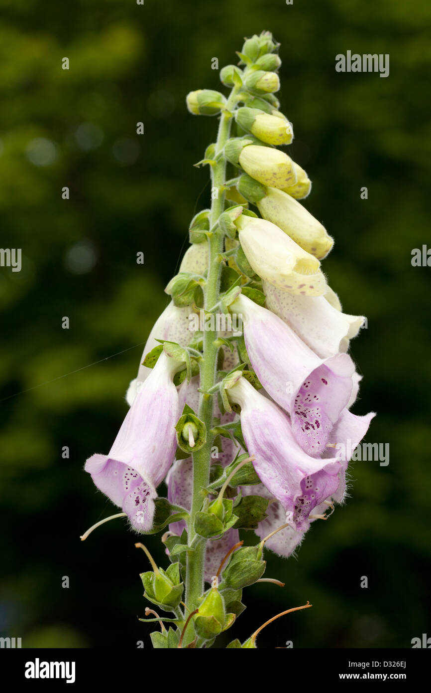 Foxglove flowers digitalis botanic hi-res stock photography and images ...