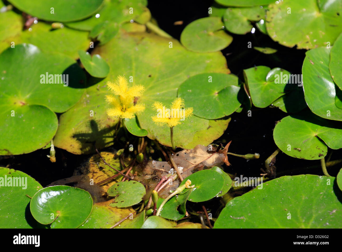 Nympoides hi-res stock photography and images - Alamy