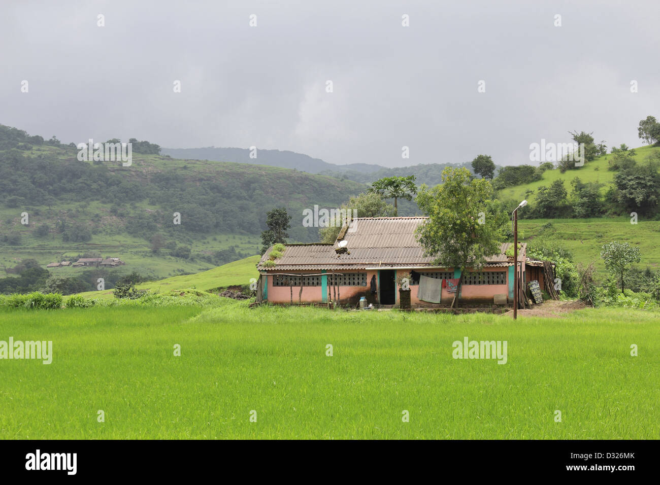 Old House near rice field Stock Photo - Alamy