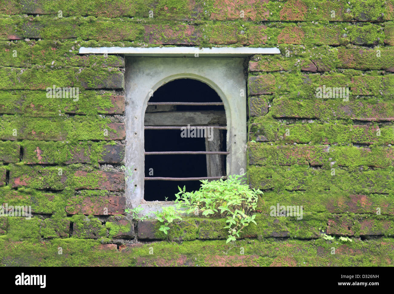 Brick window covered with moss Stock Photo - Alamy