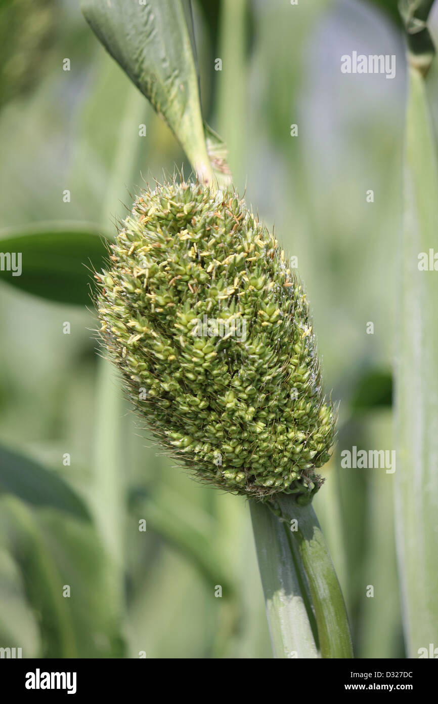Corn Of Sorghum Bicolor, Jawar Near Chakan Village Stock Photo - Alamy