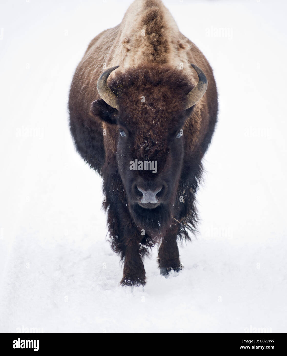 Yellowstone winter hi-res stock photography and images - Alamy