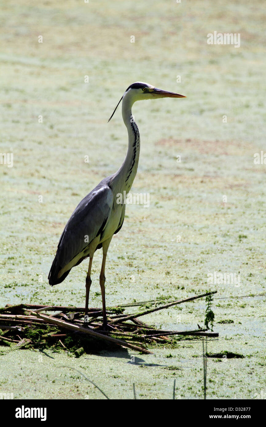 Black-headed Heron (Ardea melanocephala) at Intaka Island Bird ...