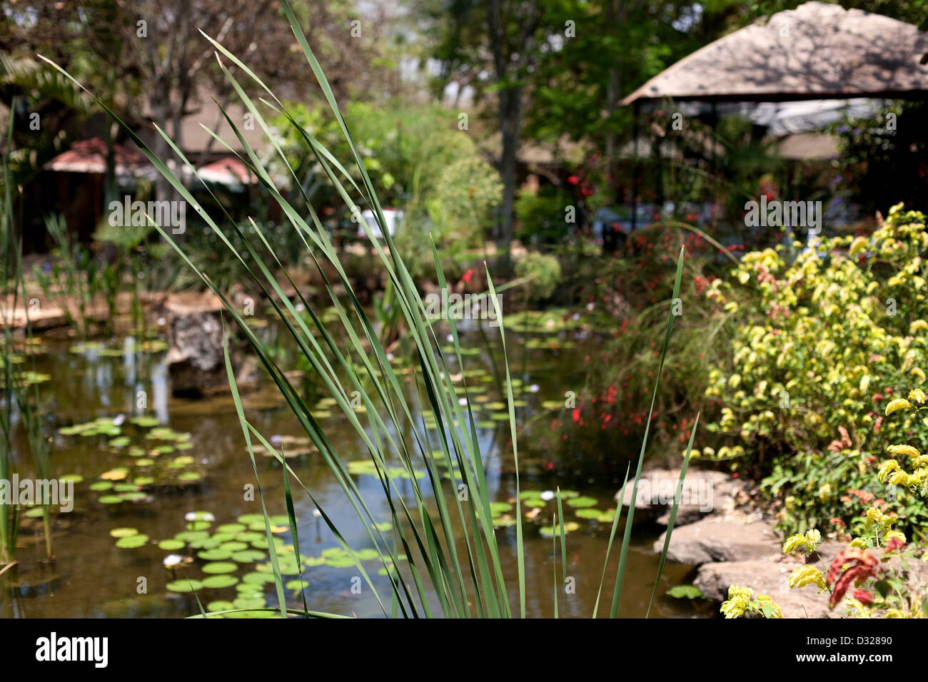 Freshwater pond hi-res stock photography and images - Alamy