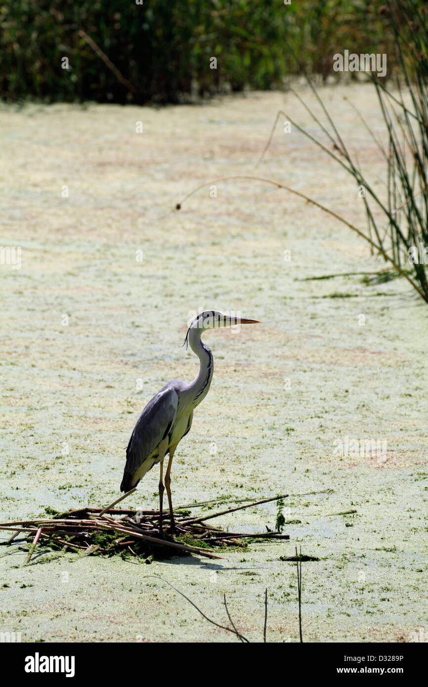 Black-headed Heron (Ardea melanocephala) at Intaka Island Bird ...