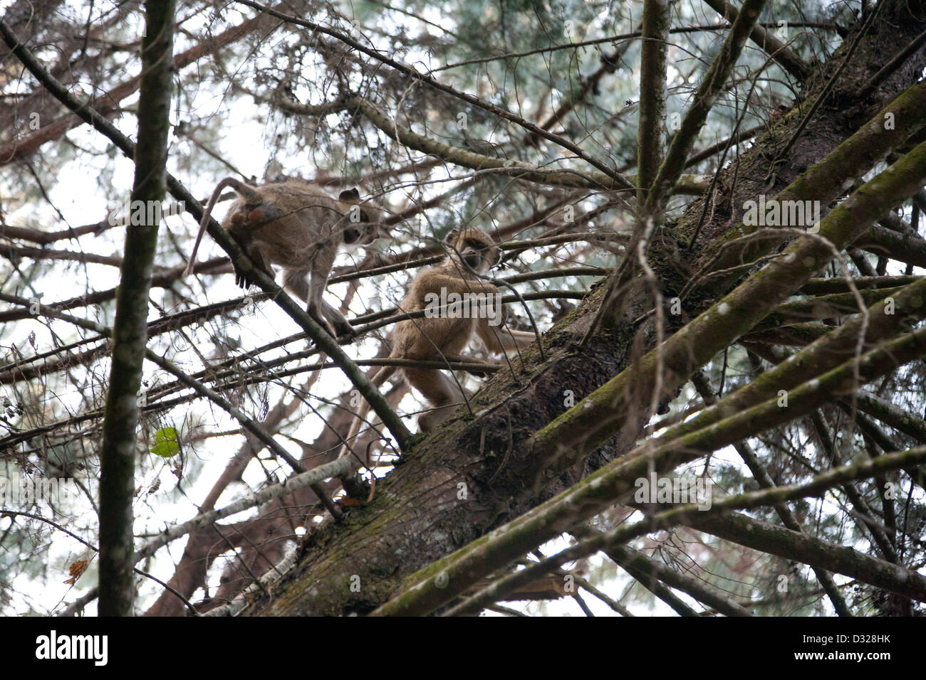 baboons climbing a tree with lots of branches from below Stock Photo ...