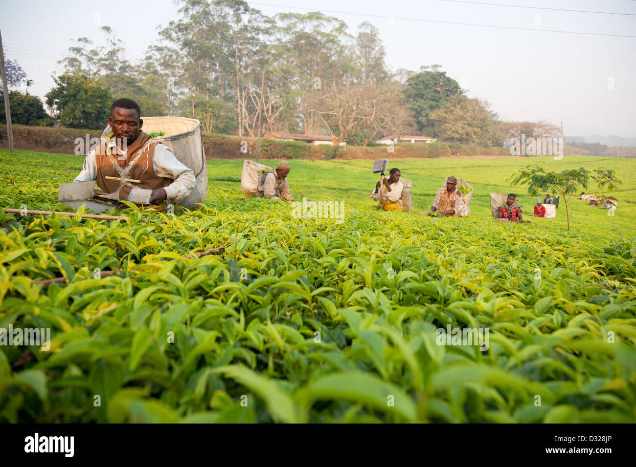 African workers in the tea fields Stock Photo - Alamy