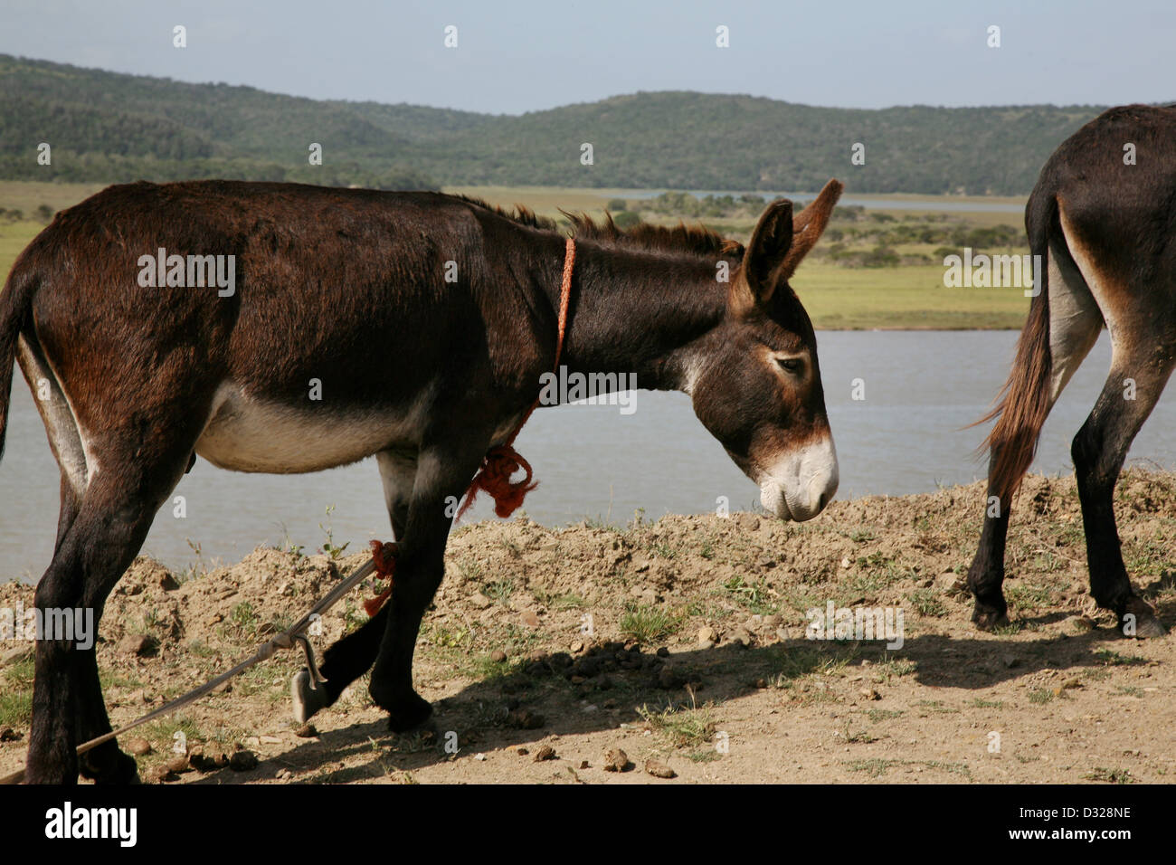 Donkey walking next to a river Stock Photo - Alamy