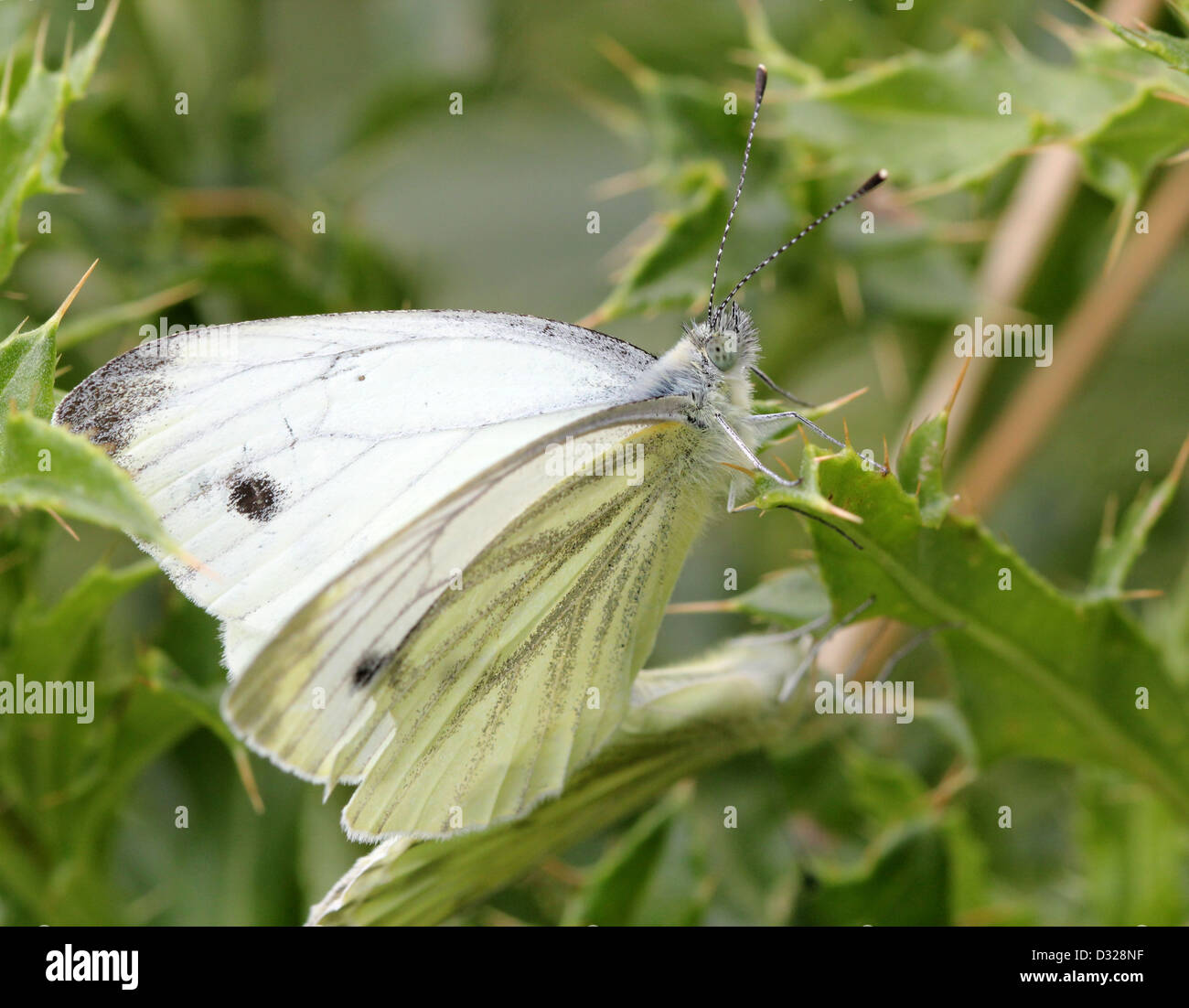 Green-veined White (Pieris Napi) butterfly foraging on a flower Stock Photo - Alamy