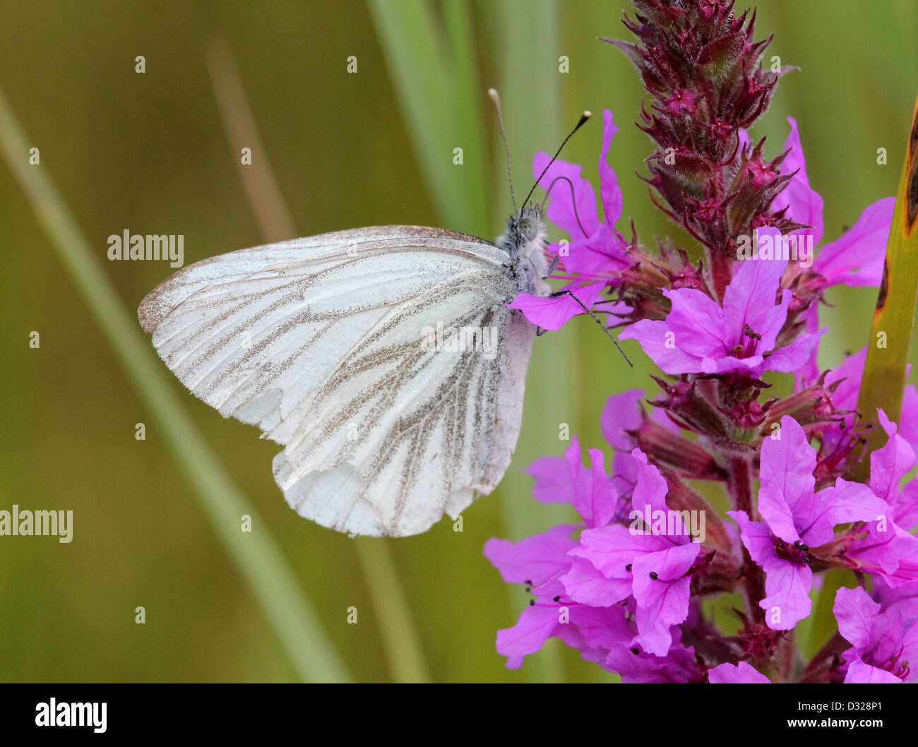 Green-veined White (Pieris Napi) butterfly foraging on a flower Stock ...