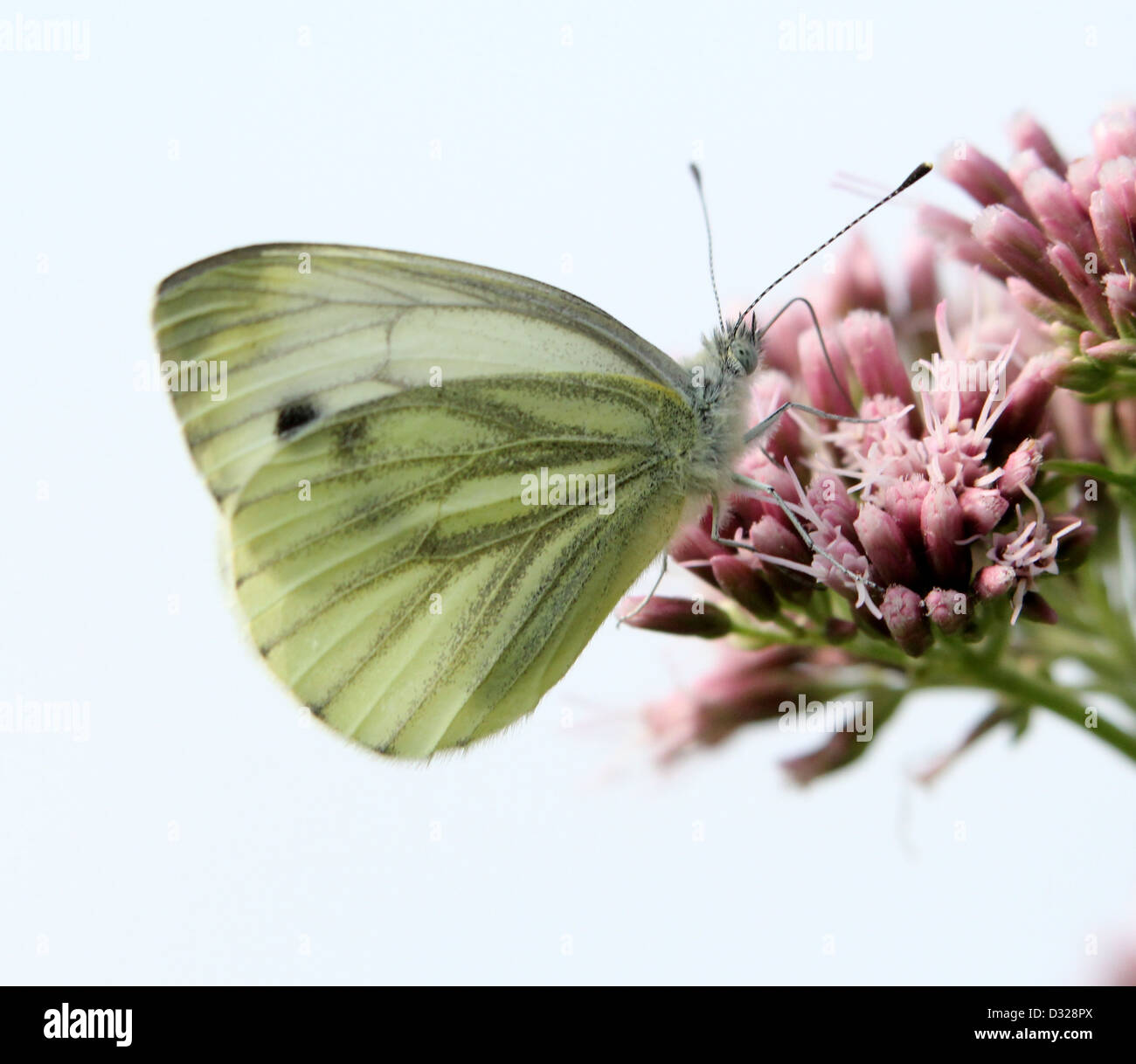 Pieris mariposa hi-res stock photography and images - Alamy
