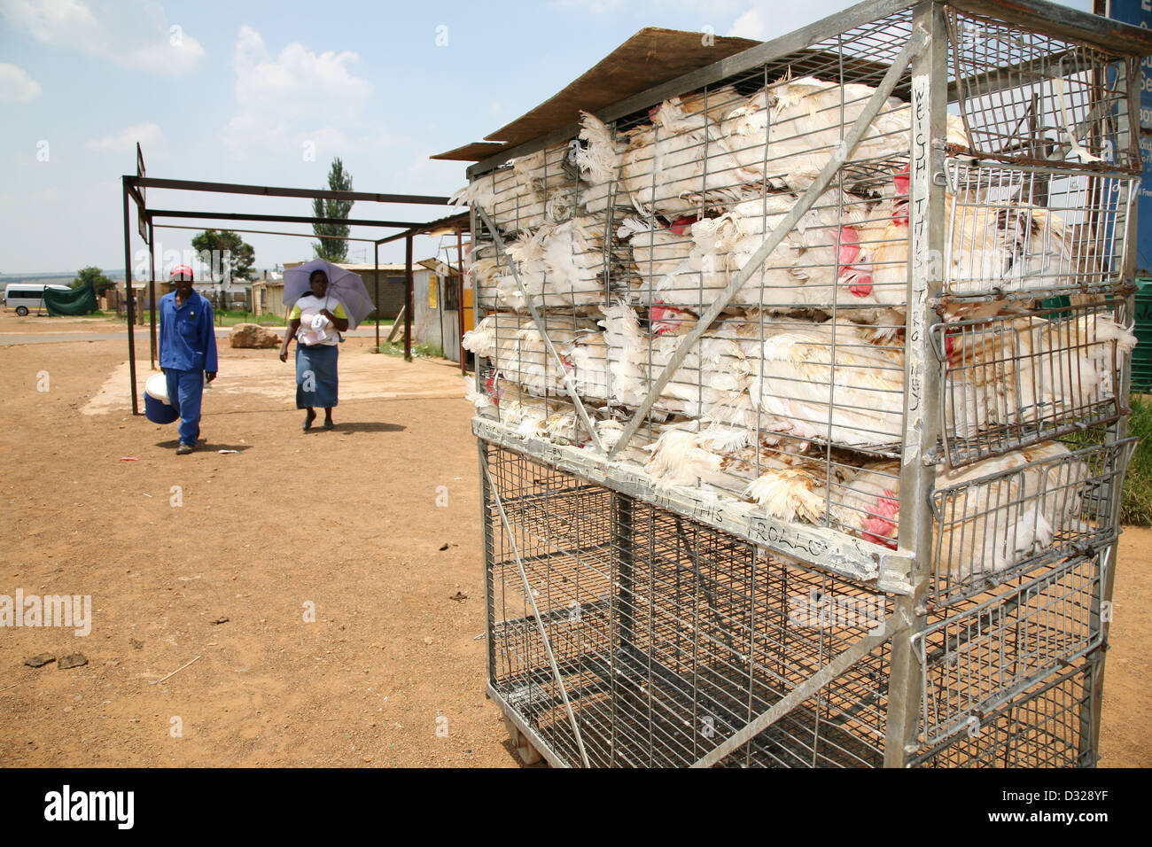 An African woman selling live poultry on the side of the road Stock ...