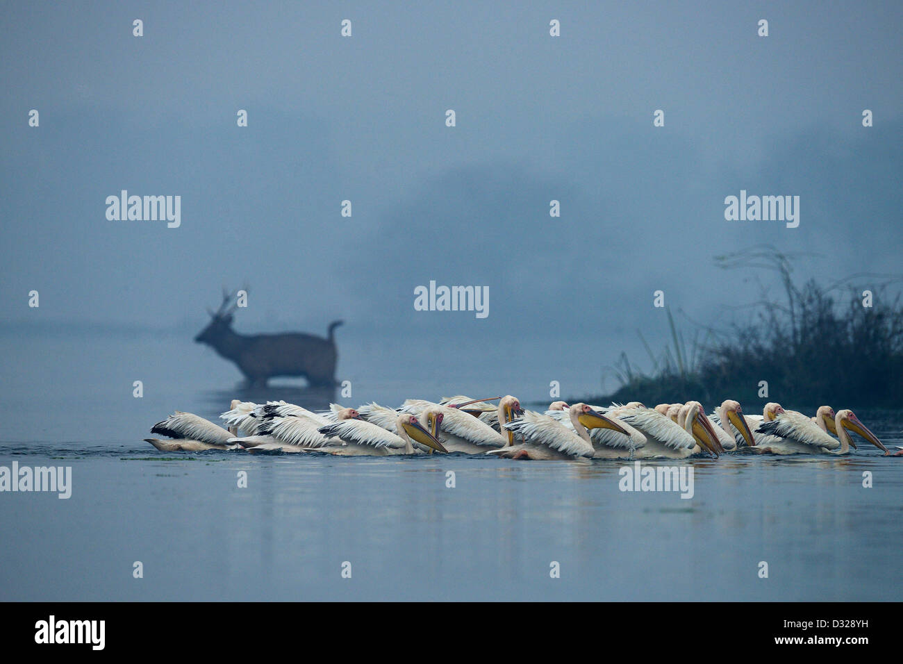 A flock of Great White or Rosy Pelican fishing with a deer in the ...