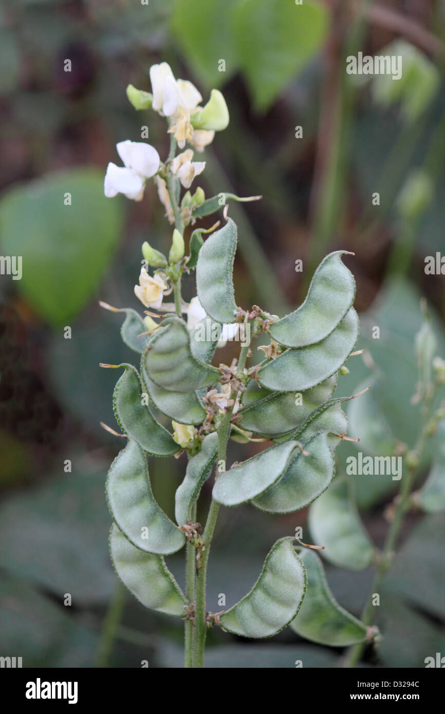Lablab purpureus, commonly known as the hyacinth bean or Indian bean ...