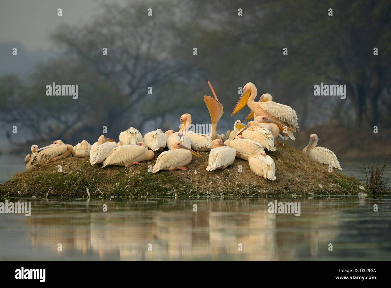 A flock of Great White or Rosy Pelican roosting on a small island in a ...