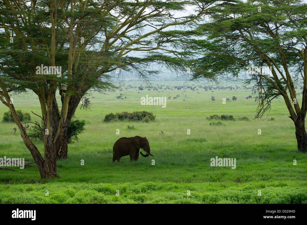 African elephant ( Loxodonta africana africana) in fever tree forest ...
