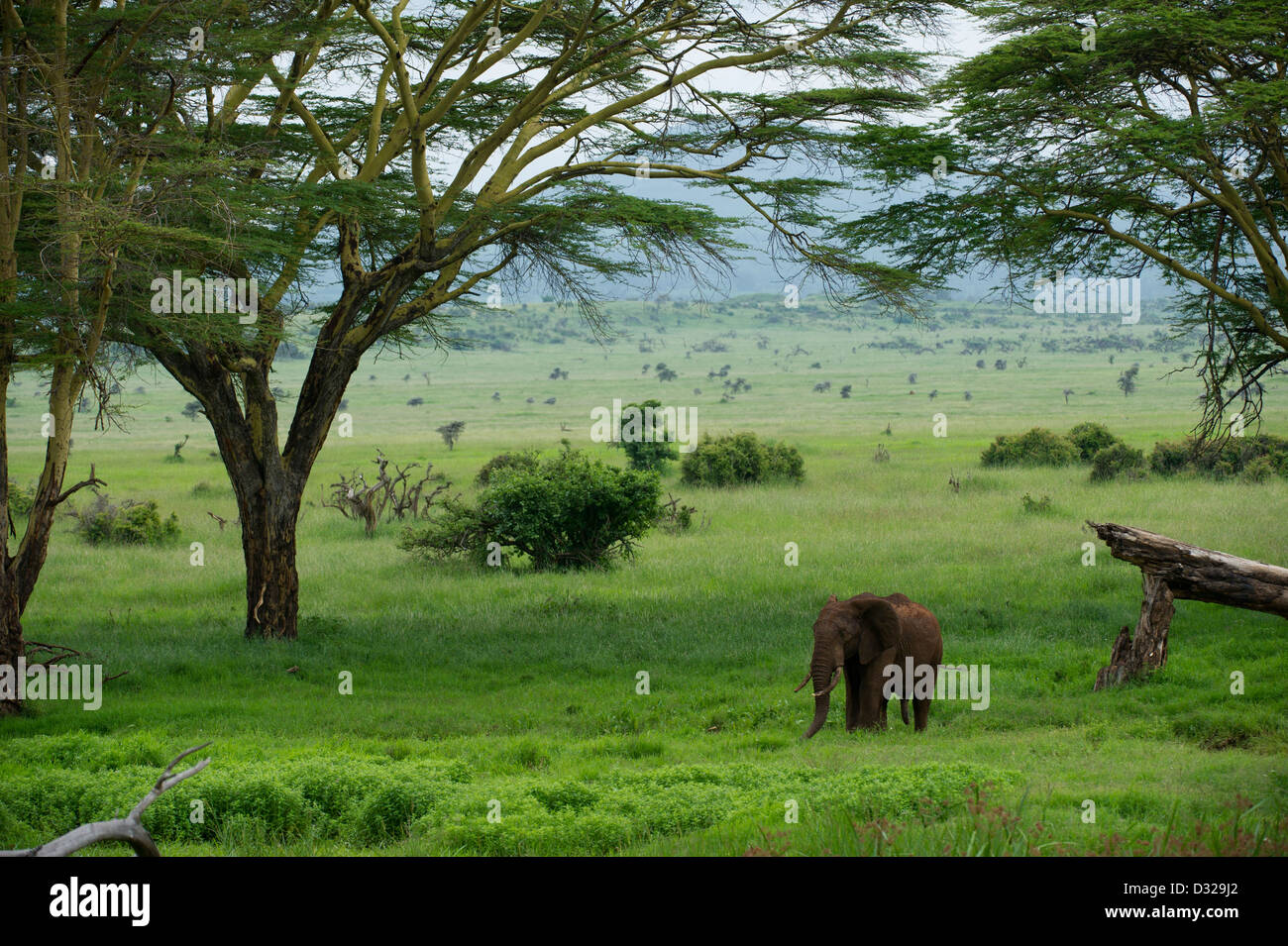African elephant ( Loxodonta africana africana) in fever tree forest ...