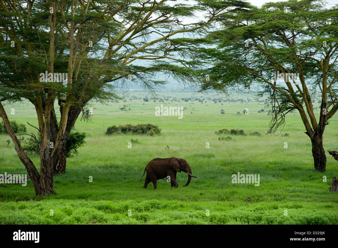 Fever tree forest kenya hi-res stock photography and images - Alamy