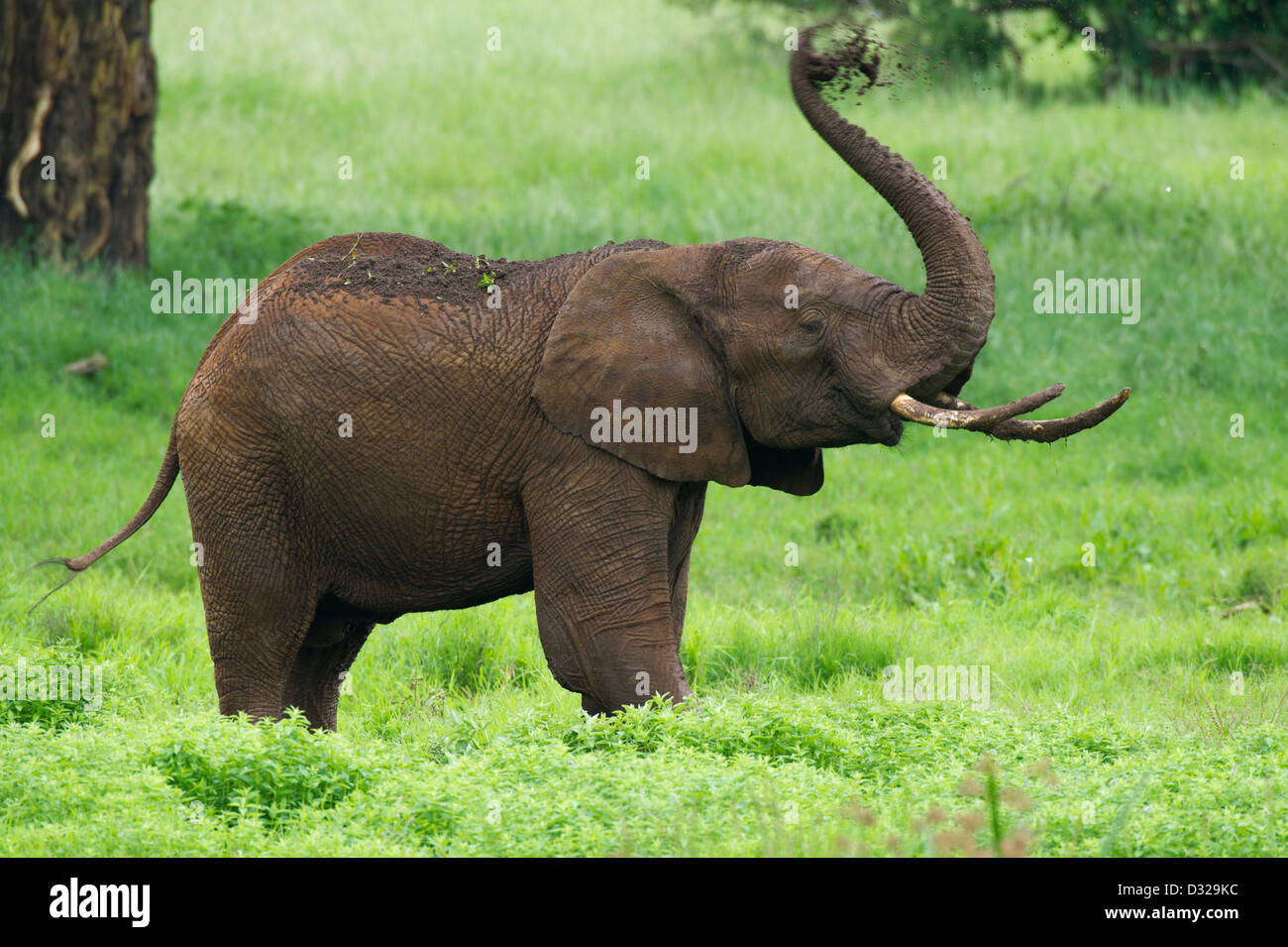 Lewa wildlife conservancy elephants hi-res stock photography and images ...