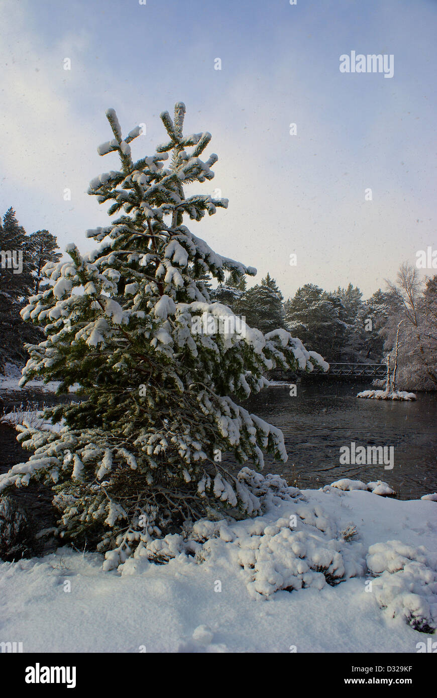 Natural christmas tree Stock Photo - Alamy