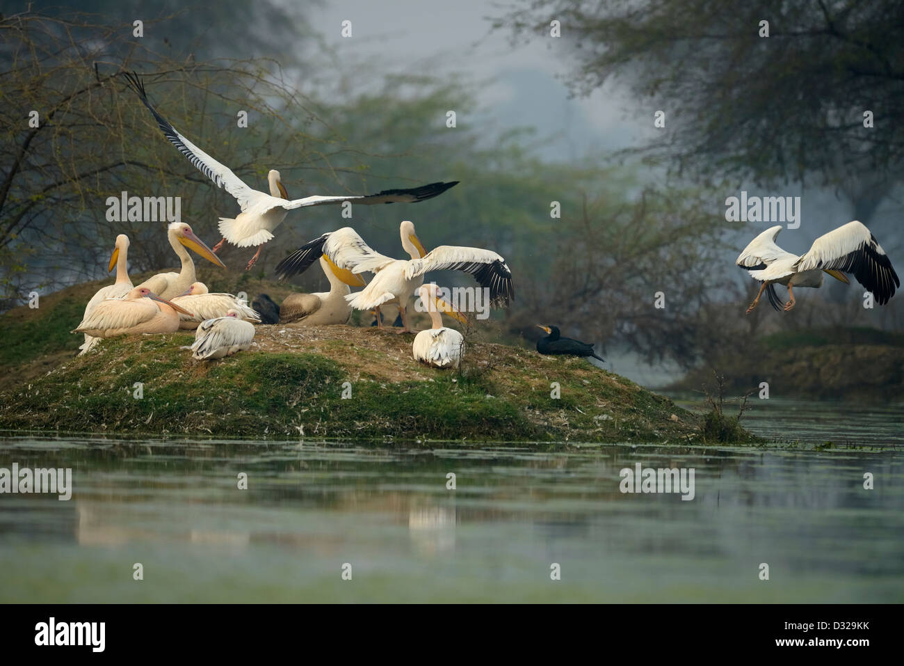 A flock of Great White or Rosy Pelican roosting on a small island in a ...