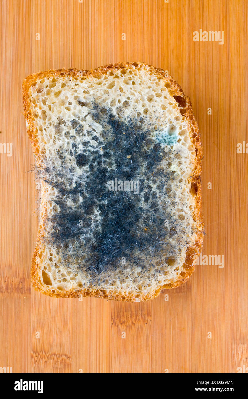 Moldy sandwich hi-res stock photography and images - Alamy