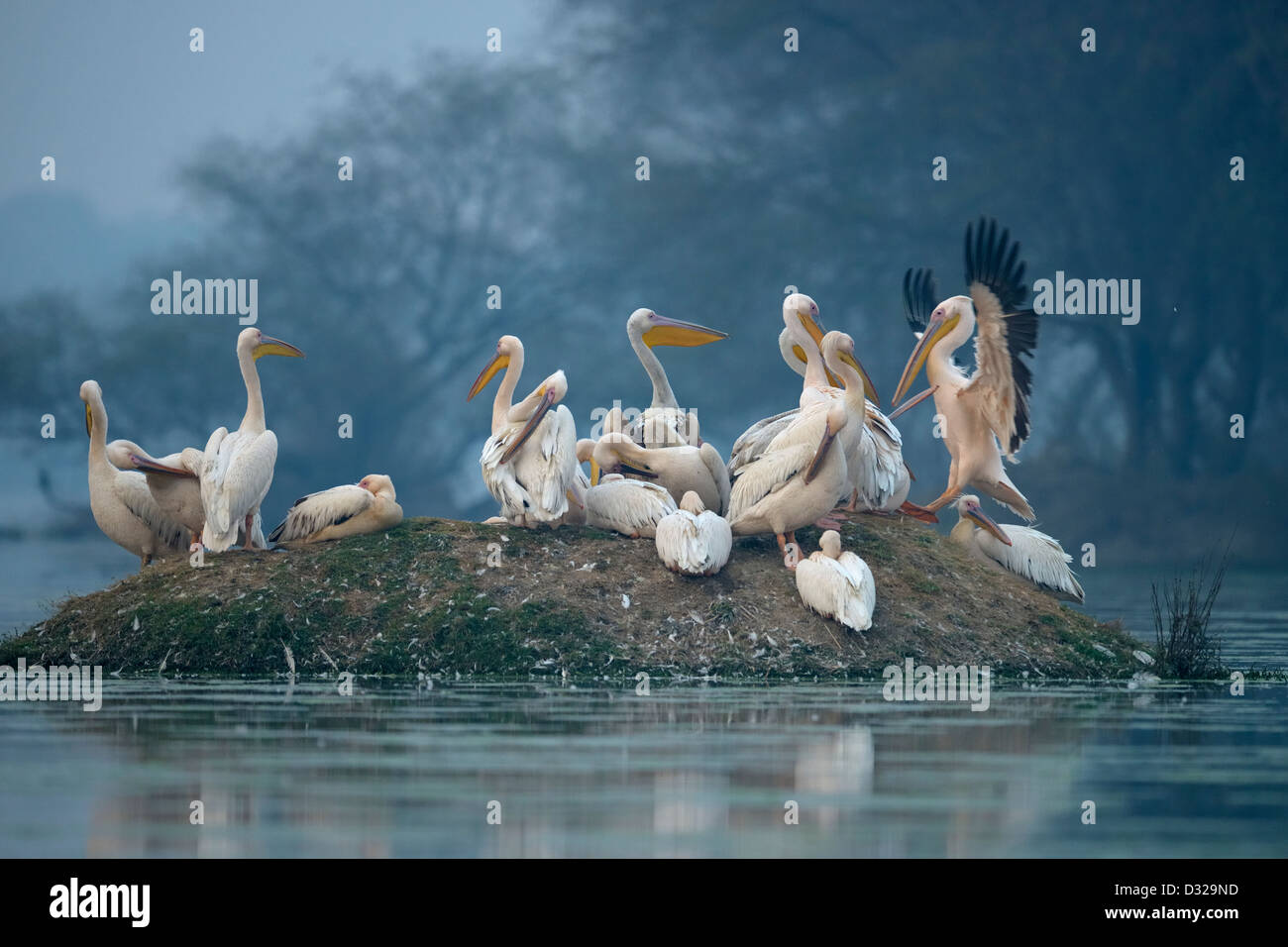 A flock of Great White or Rosy Pelican roosting on a small island in a ...