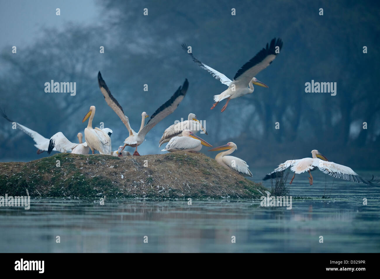 A flock of Great White or Rosy Pelican roosting on a small island in a ...