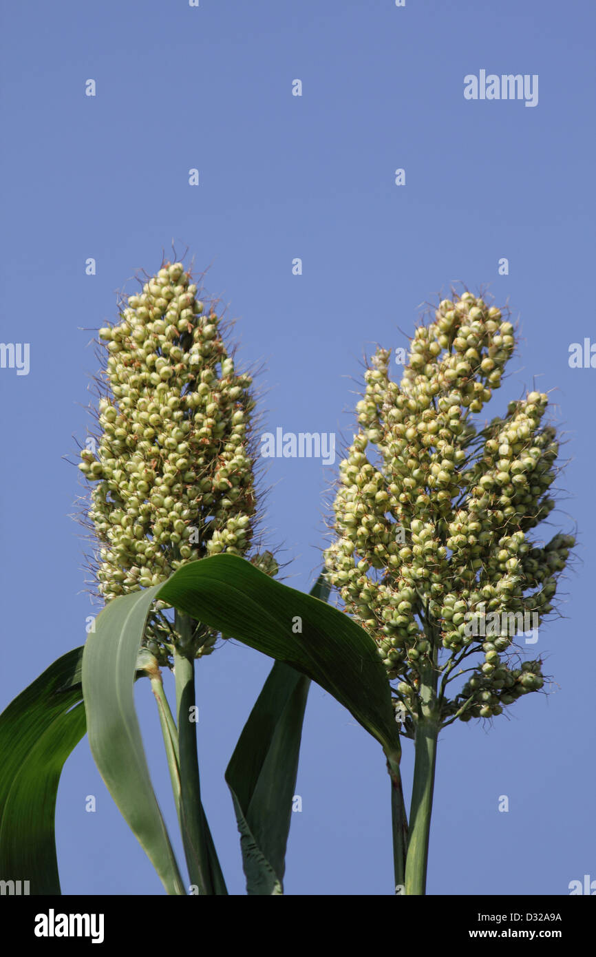 Sorghum Bicolor, Jowar grain Stock Photo - Alamy