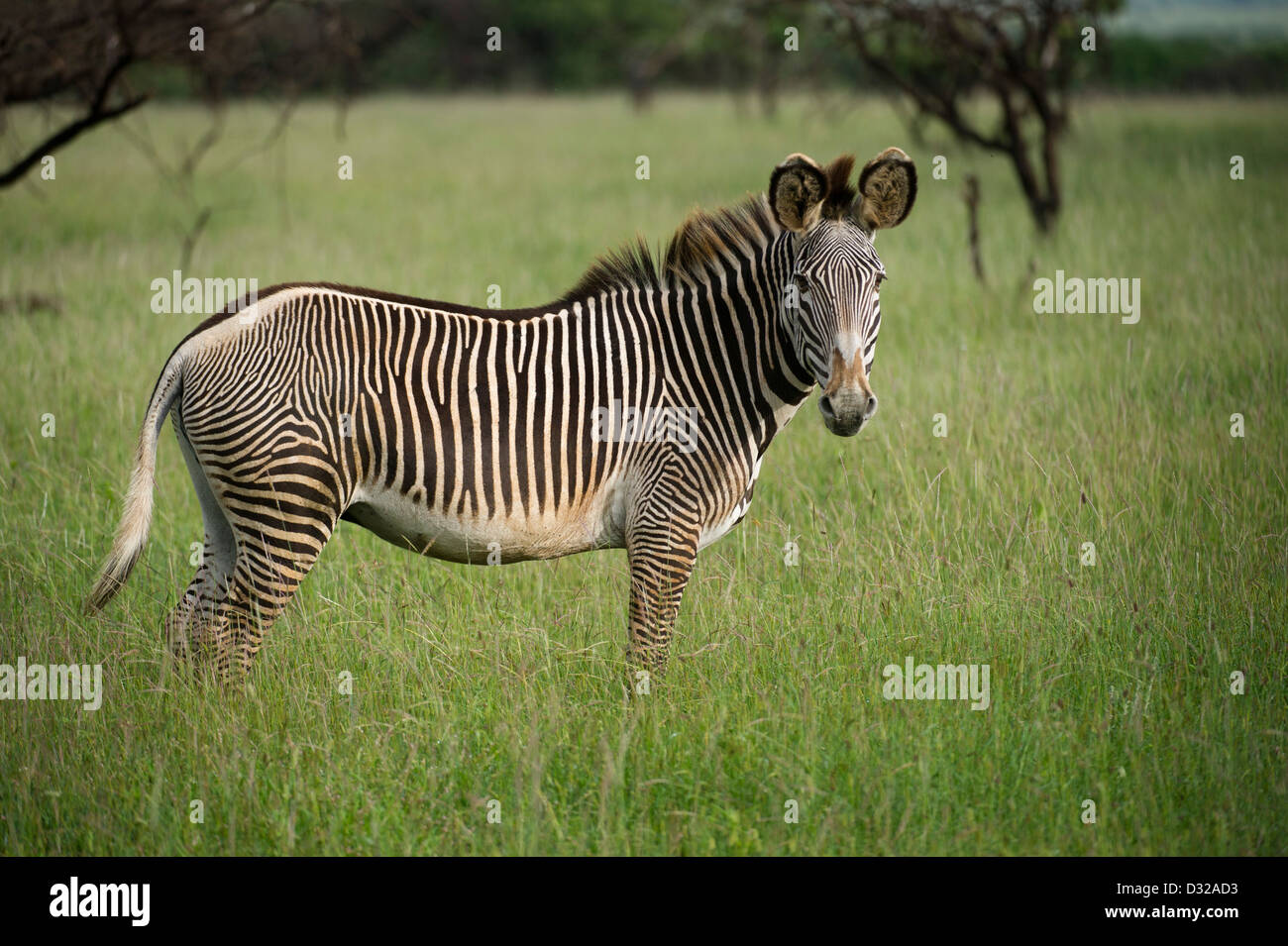 Grevy's zebra (Equus grevyi), Lewa Wildlife Conservancy, Laikipia ...