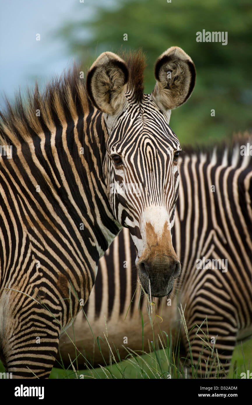 Grevy's zebra (Equus grevyi), Lewa Wildlife Conservancy, Laikipia ...