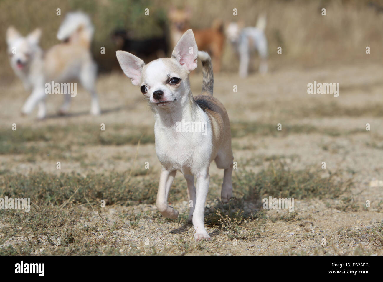 Dog Chihuahua adult standing on the ground Stock Photo - Alamy