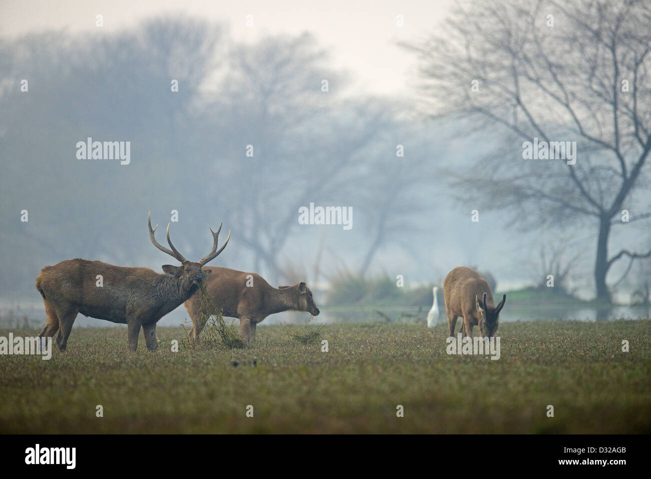 A group od Sambar deer feeding in a lake in Bharatpur bird sanctuary ...