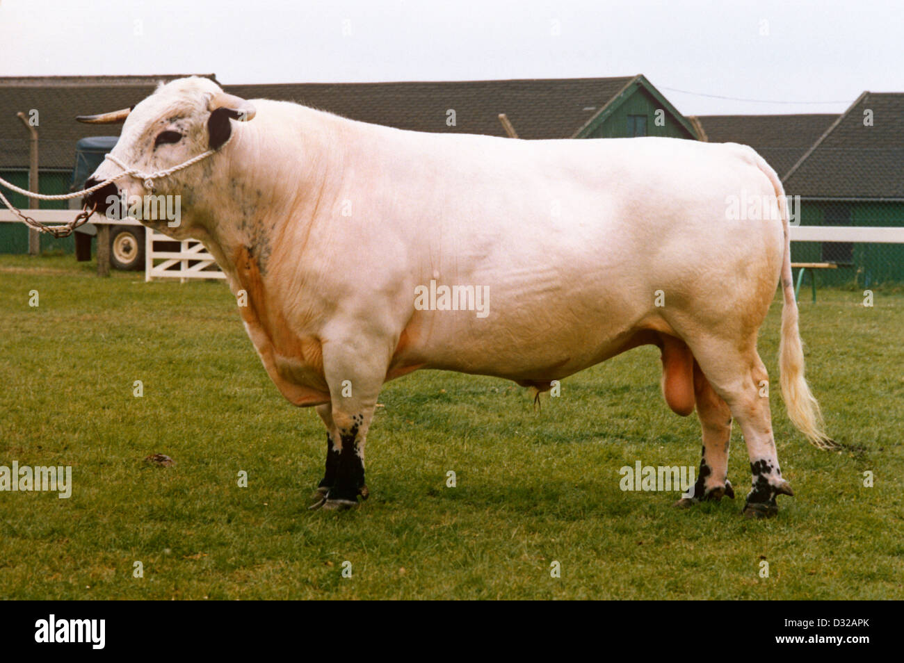 White park bull, Yorkshire, England Stock Photo - Alamy