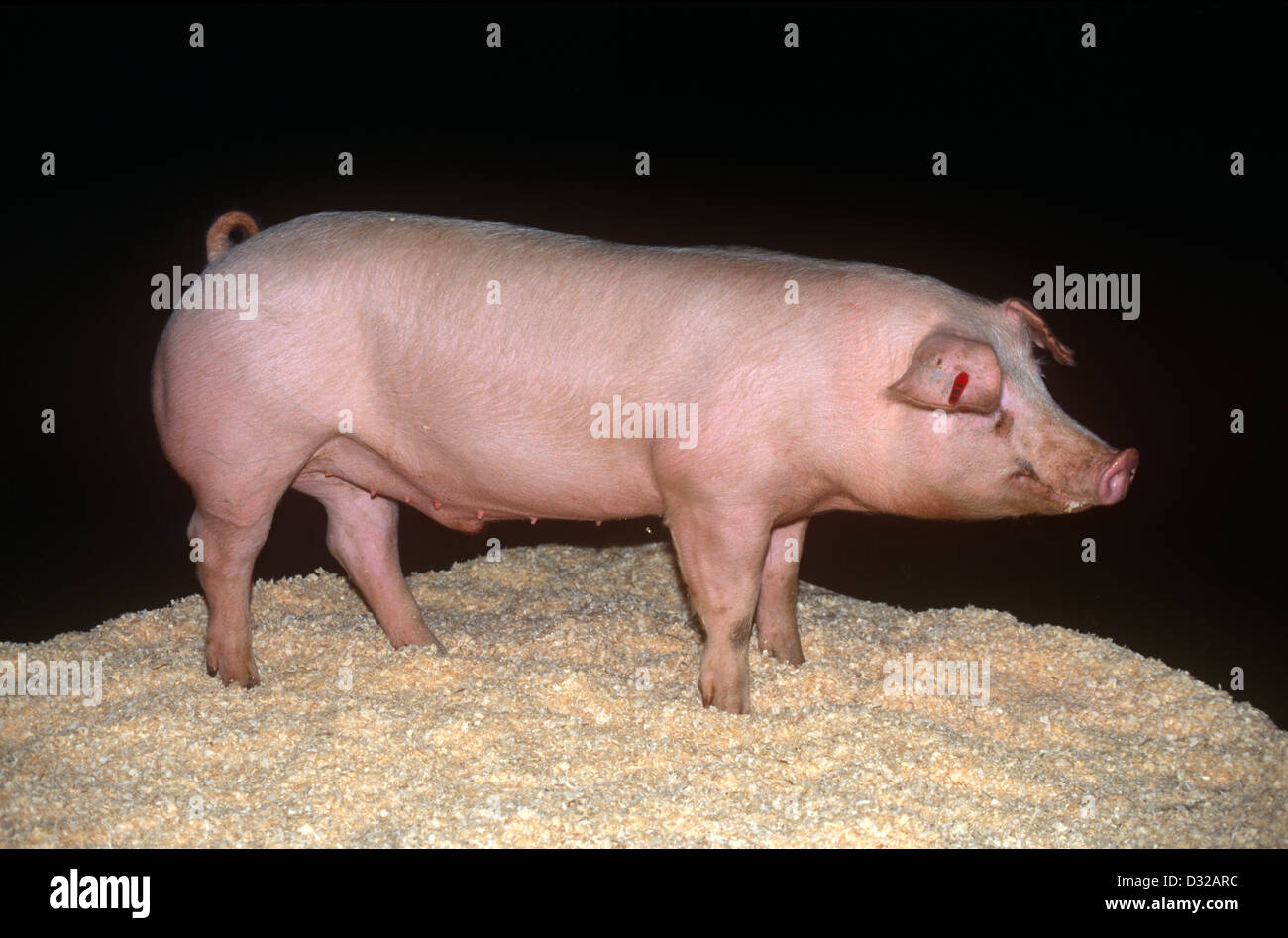 Portrait of Large White pig against black background Stock Photo - Alamy