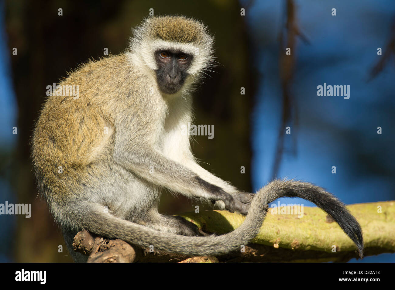 Vervet monkey (Cercopithecus aethiops), Lewa Wildlife Conservancy ...