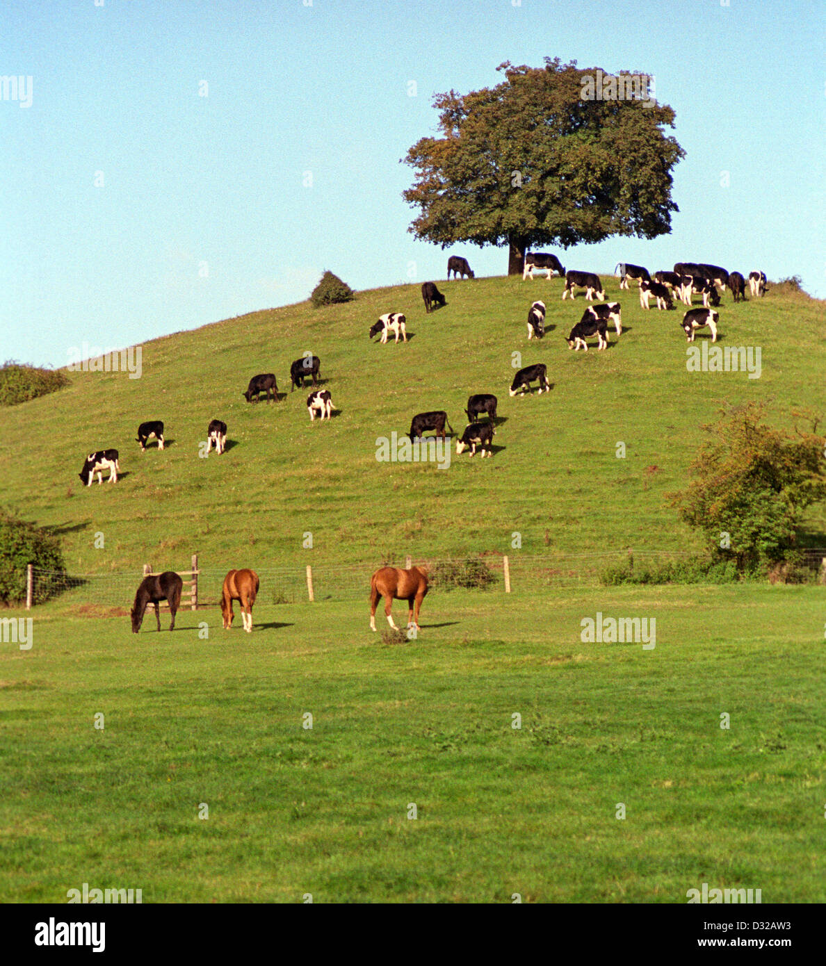 Cows on hill with tree, Worcester, England Stock Photo - Alamy