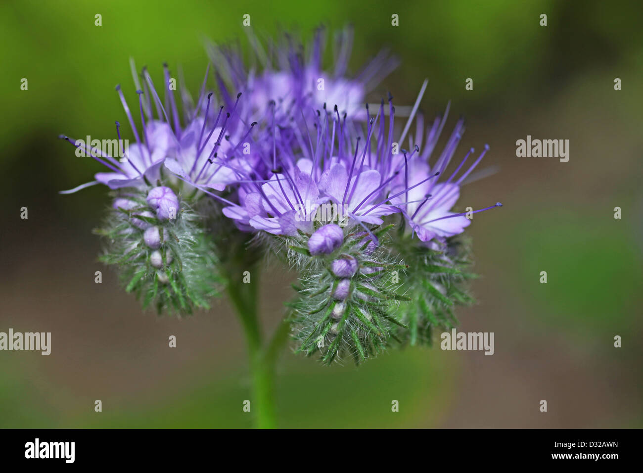 Blue flower of Echium “Dwarf Blue Bedder” Vipers Bugloss Stock Photo ...