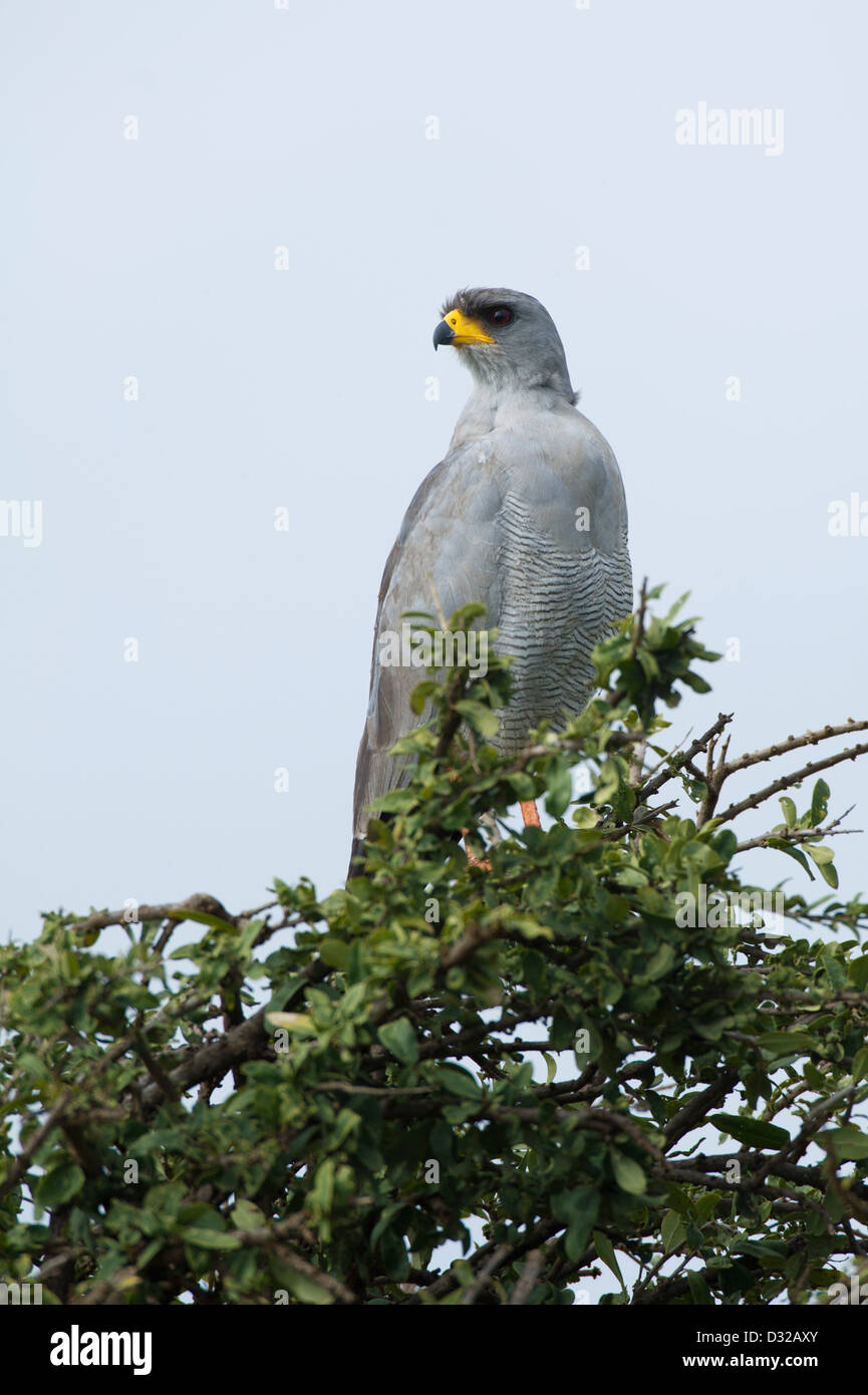 Eastern chanting goshawk hi-res stock photography and images - Alamy