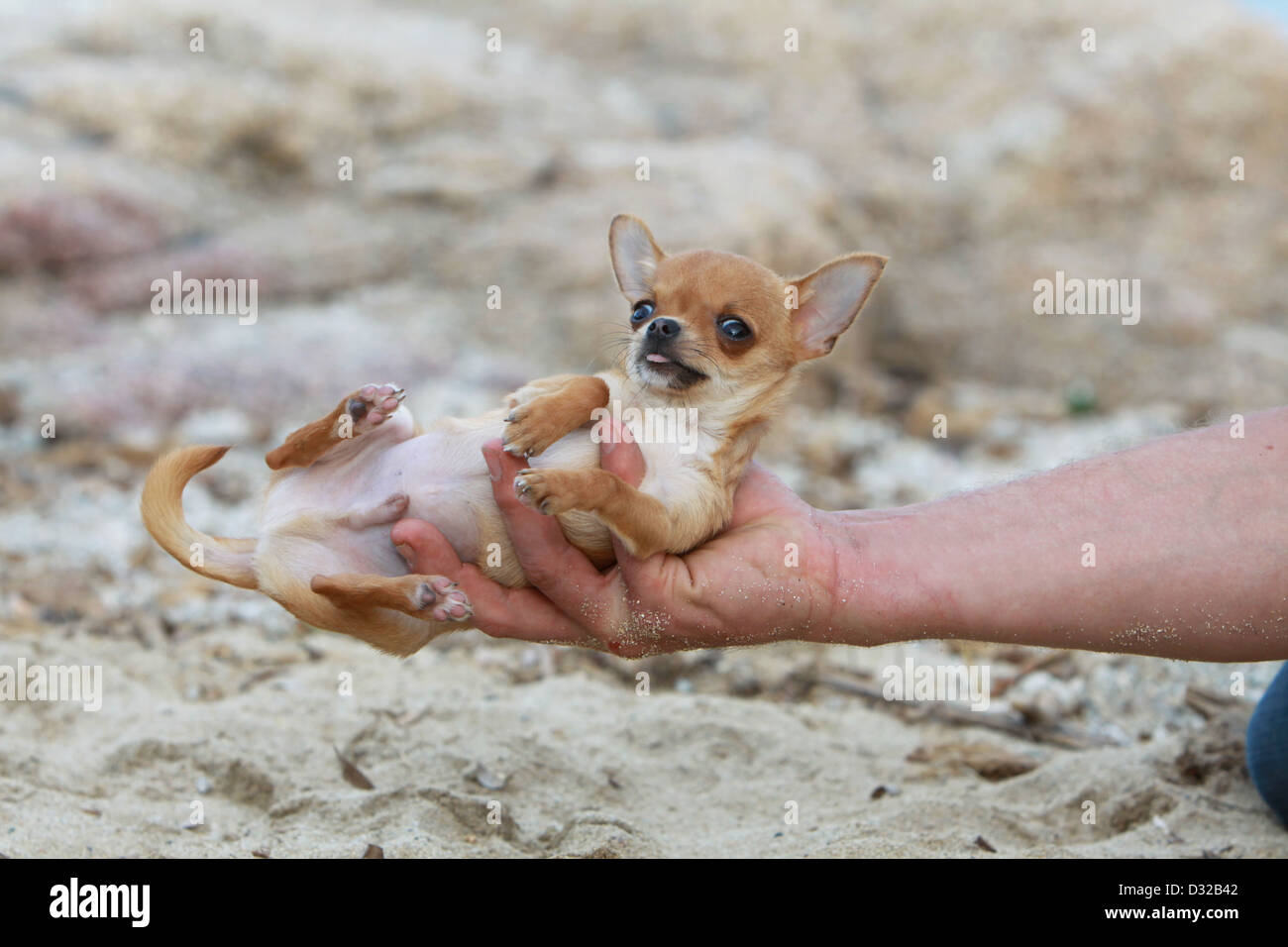Puppy in hand hi-res stock photography and images - Alamy