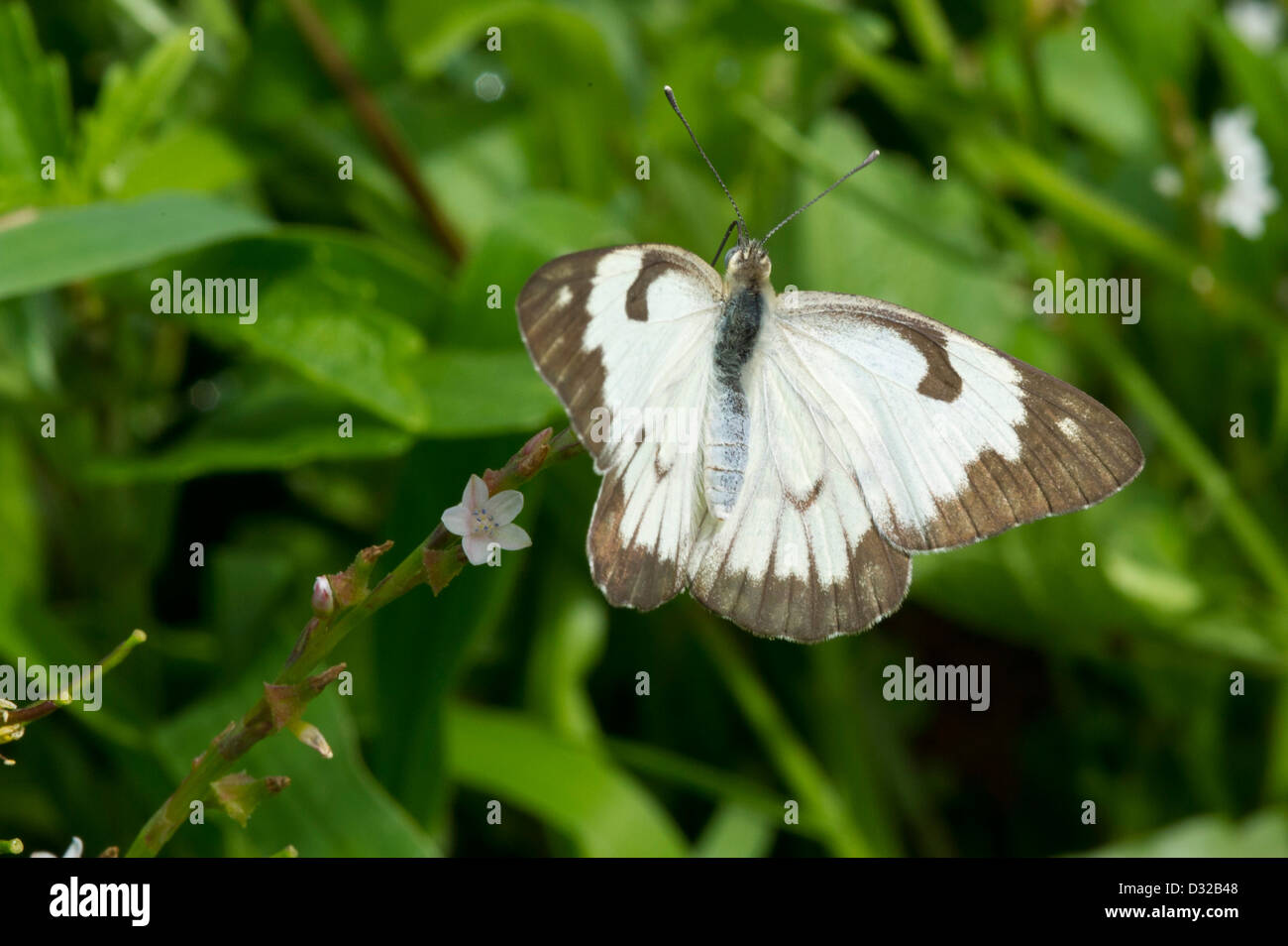 Butterfly, Lewa Wildlife Conservancy, Laikipia Plateau, Kenya Stock ...