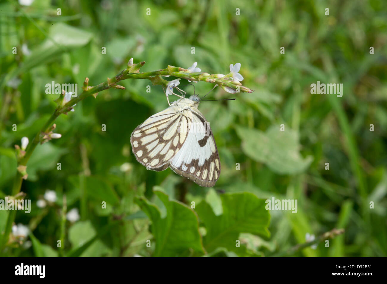 Butterfly, Lewa Wildlife Conservancy, Laikipia Plateau, Kenya Stock ...