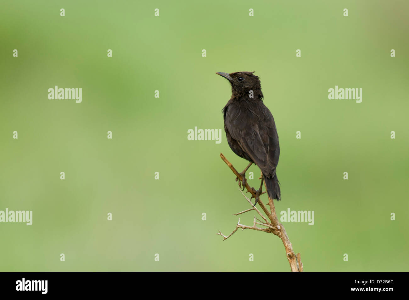 Northern Anteater Chat, Myrmecocichla aethiops, Lewa Wildlife ...
