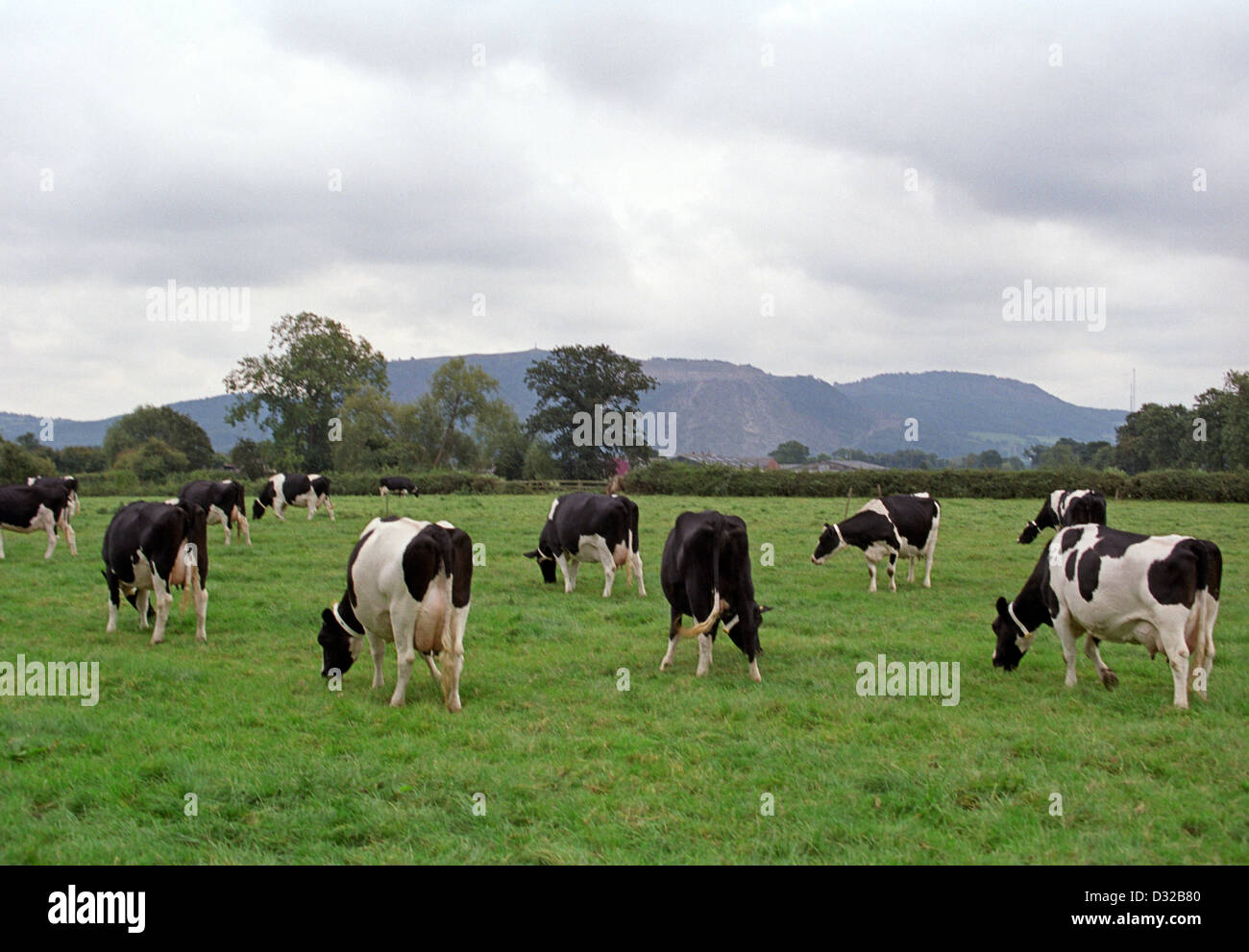 Group of holsteins hi-res stock photography and images - Alamy