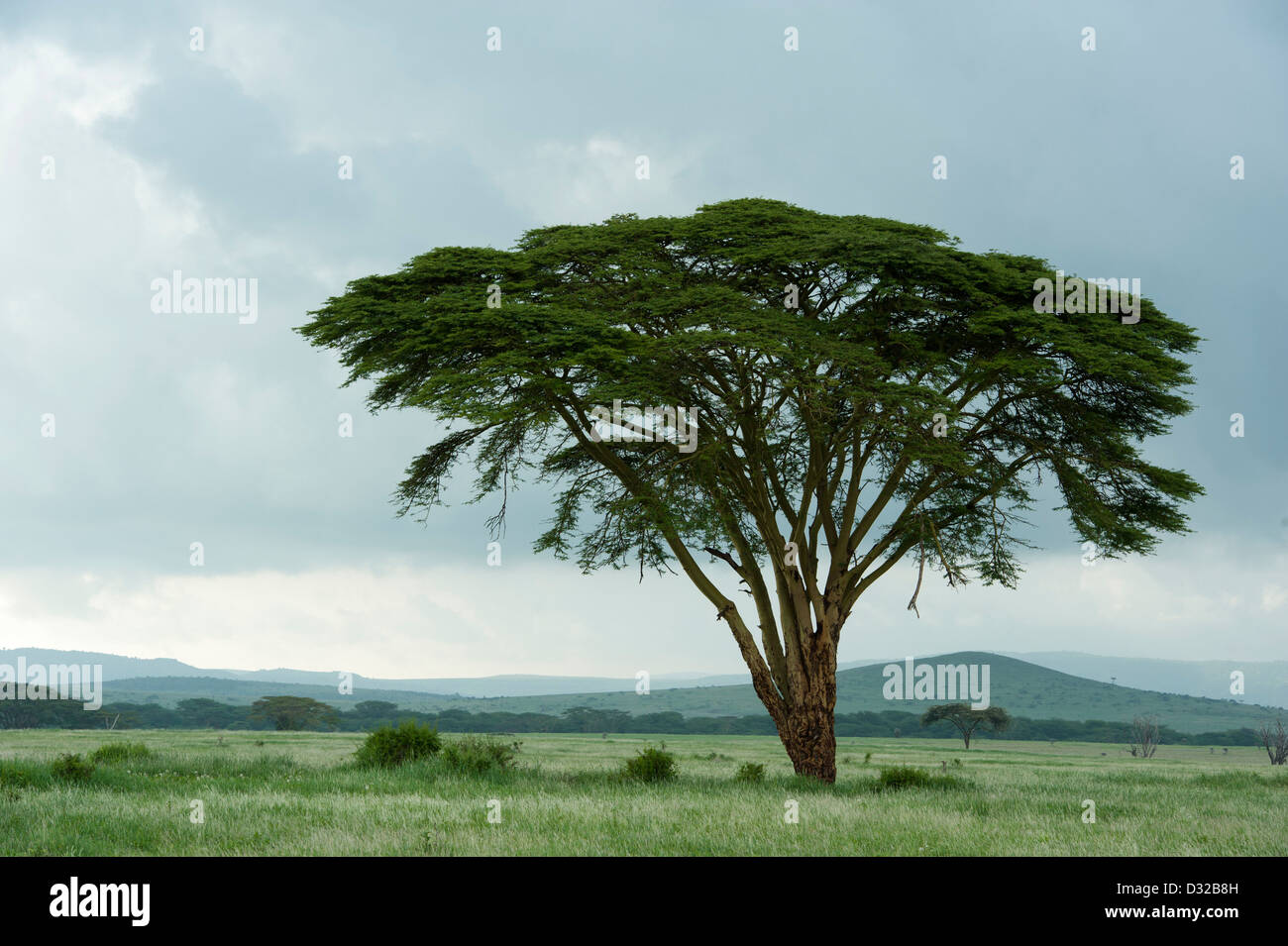 Fever tree, Acacia xanthophloea, Lewa Wildlife Conservancy, Laikipia ...