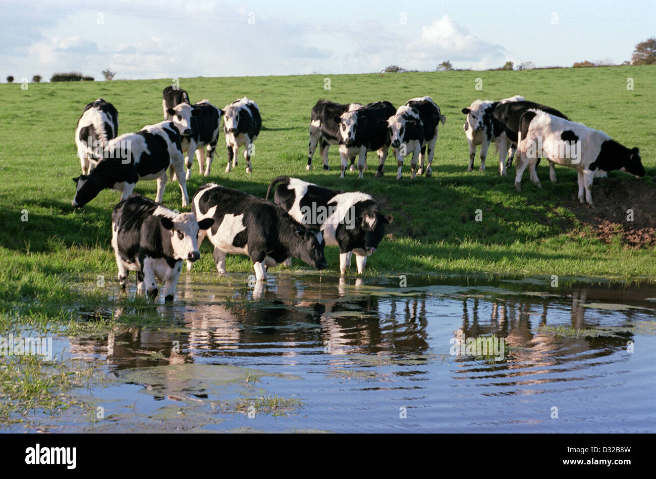 Normandy cattle by pond, Malpas, Cheshire, England Stock Photo - Alamy