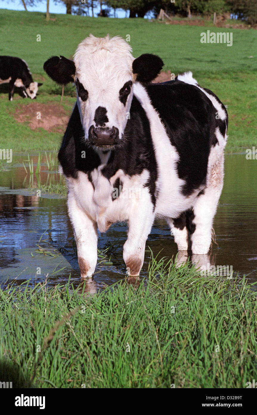 Normandy heifer, Malpas, Cheshire, England Stock Photo - Alamy
