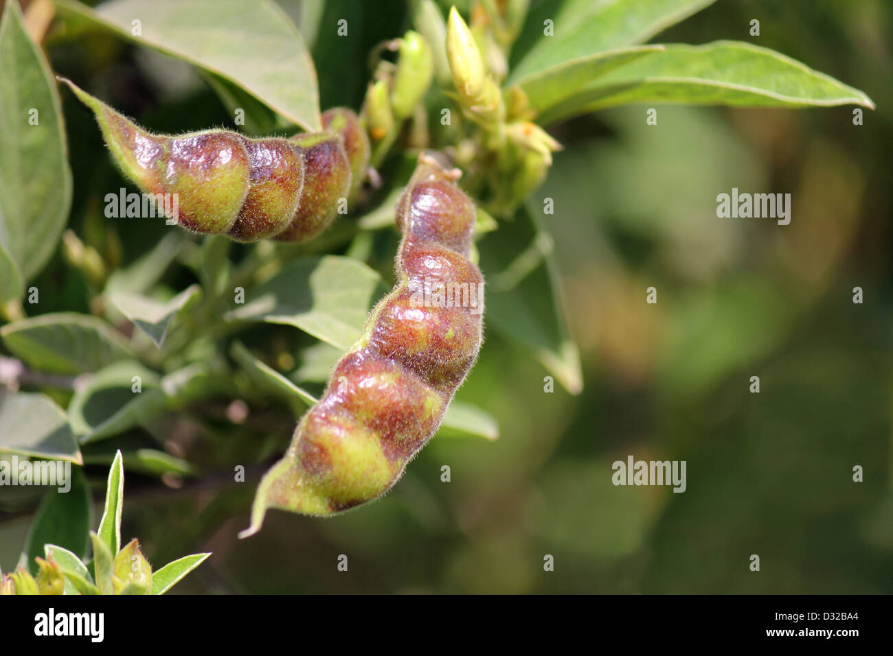 Toor dal hi-res stock photography and images - Alamy